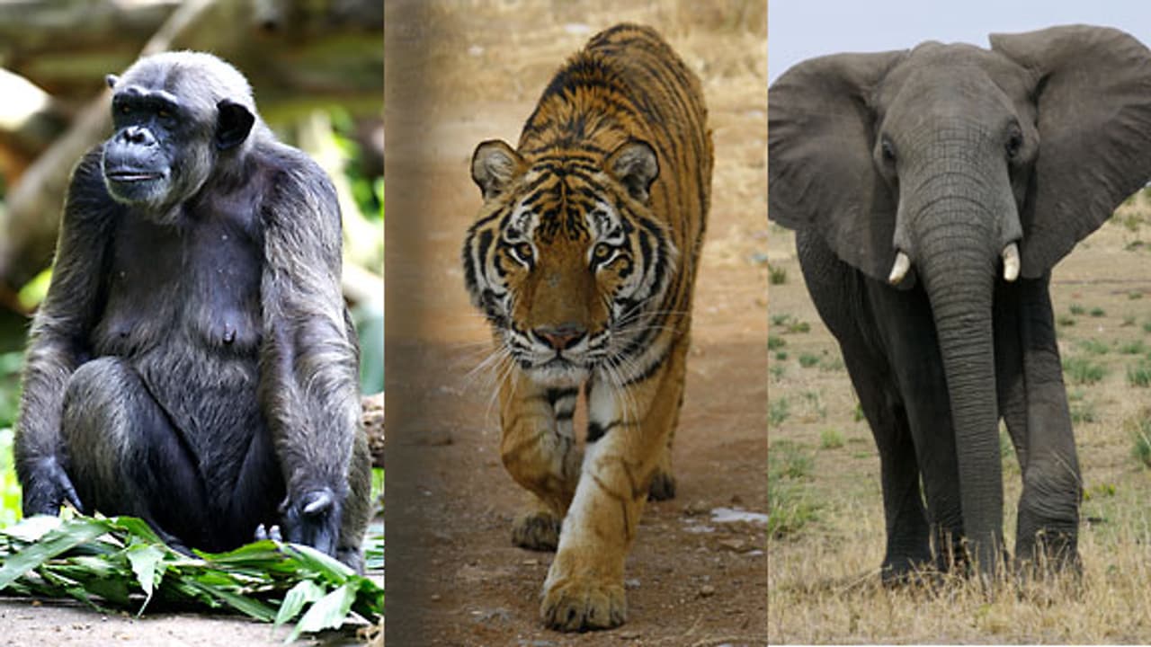 Exotische Tiere als Attraktion? - Doppelpunkt - SRF