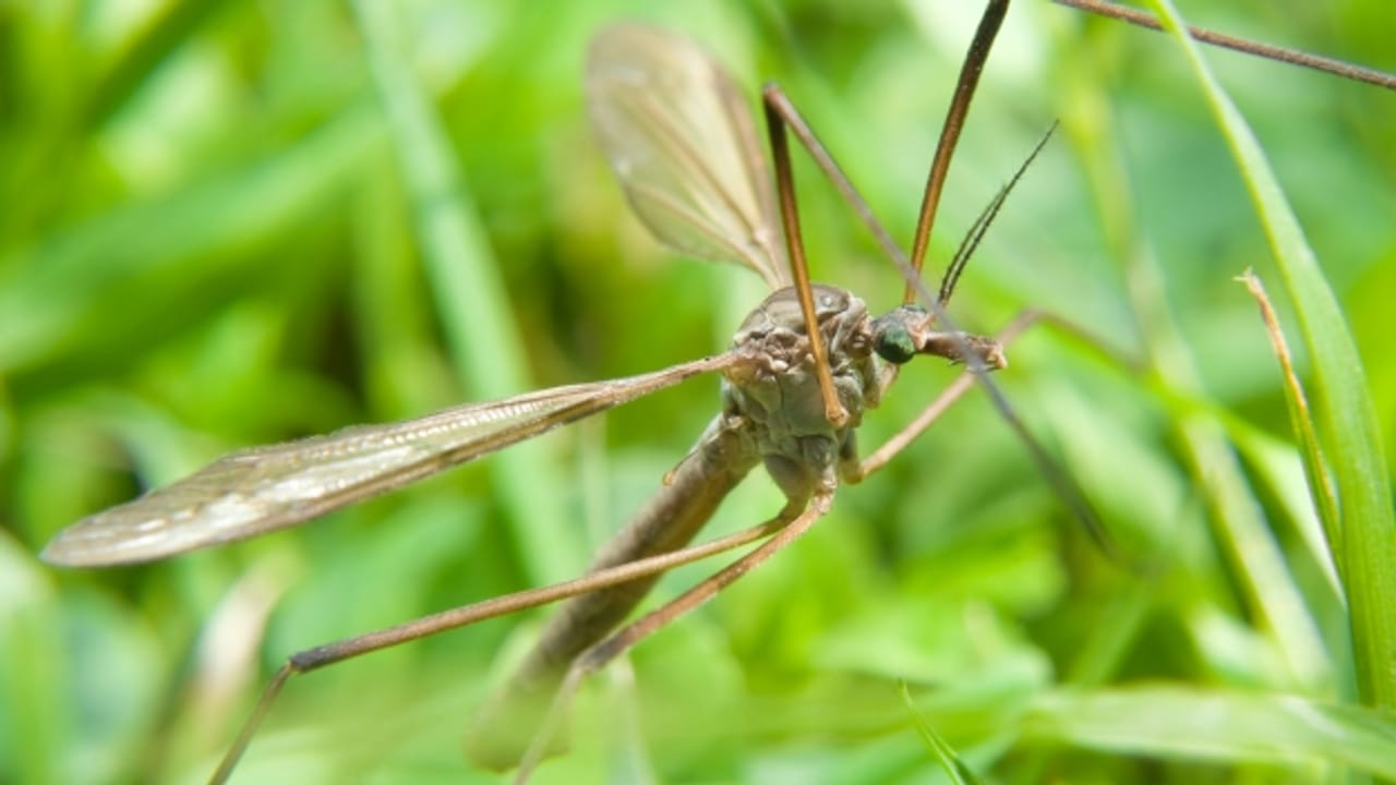 Mythen rund um die Mücken - Ratgeber - SRF