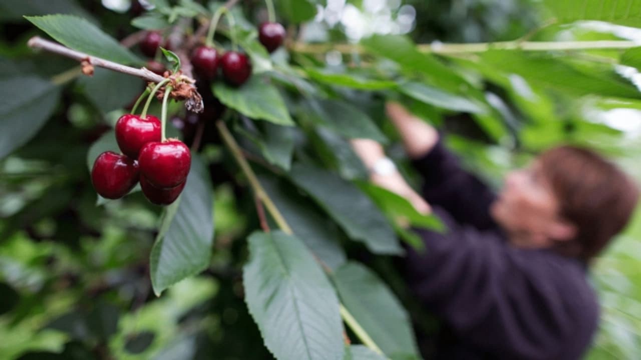 Kirsche - 100 Sekunden Wissen - SRF