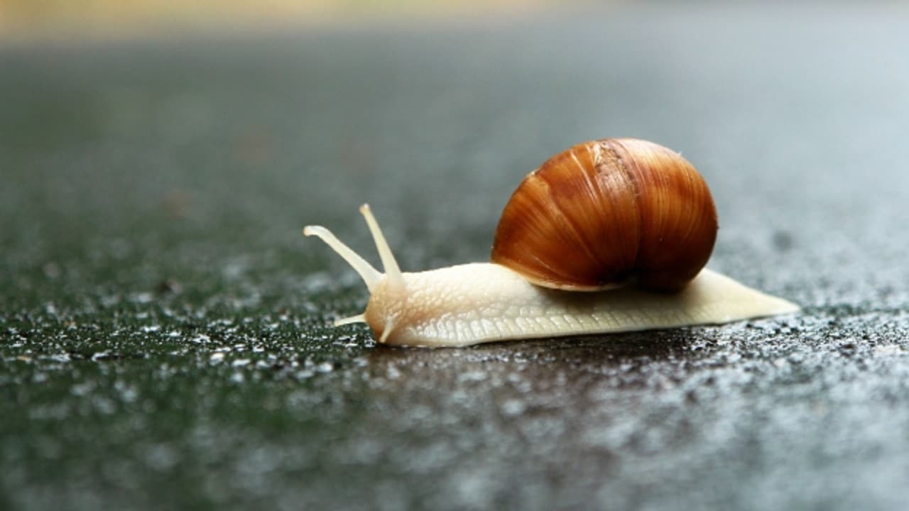 SLOW living – die Kunst der Langsamkeit - Perspektiven - SRF