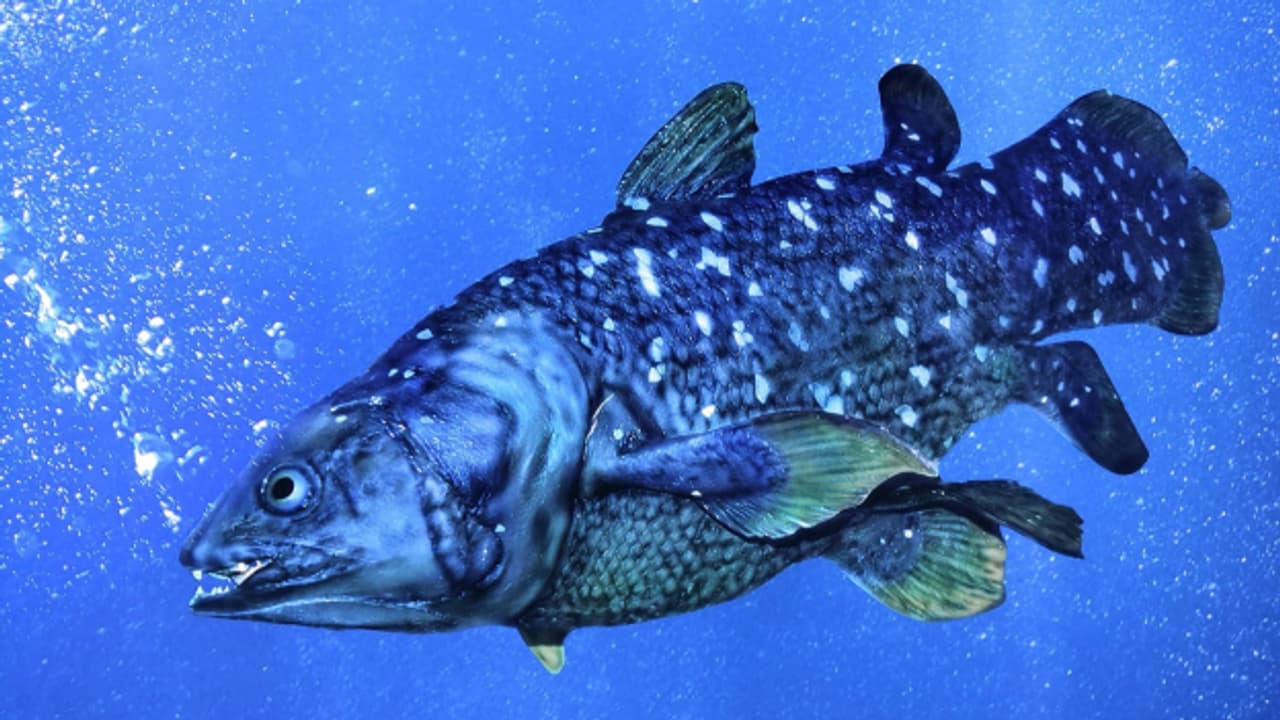 Bonus: «Gombessa tabou» von Michèle Rusconi und Glen Retief - Hörspiel ...