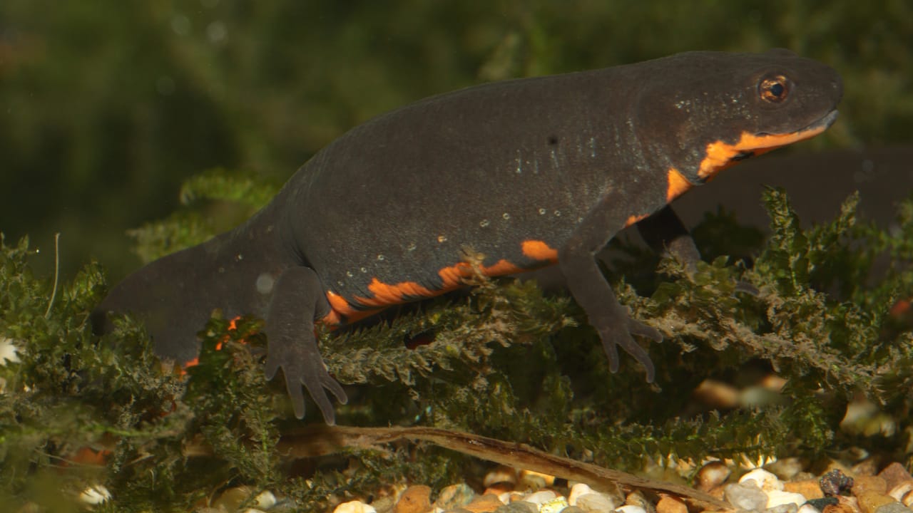 Natur & Tiere - Europas Amphibien in Gefahr - Wissen - SRF