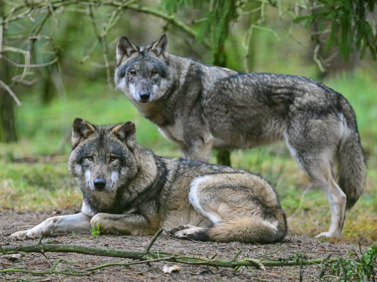 Wolf in der Schweiz - Abschuss 12 ganzer Rudel bewilligt: Die Jagd ...