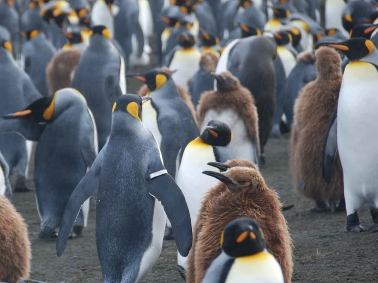 WWF-Jahresbilanz - Welche Tiere verschwinden und welche ihr Comeback ...