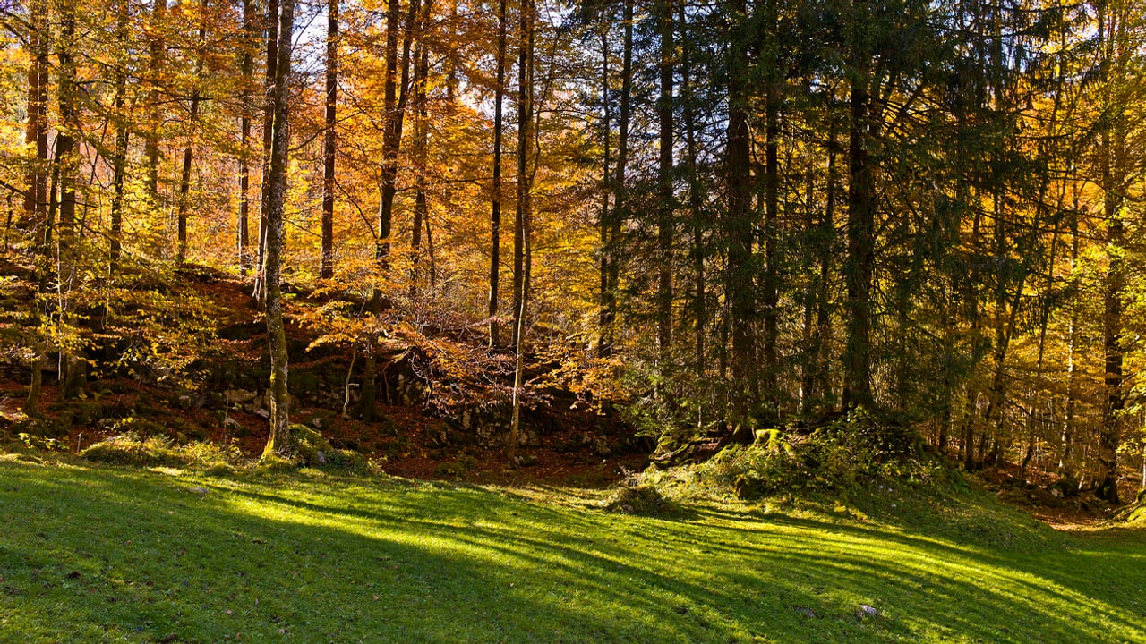 Grosser Rat Aargau - Wildwuchs beim Wald – die Grenzen sind nun fix ...