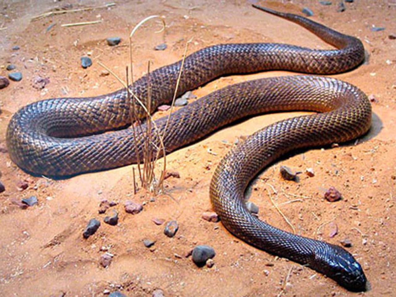 Natur & Tiere - Gefürchtete Schlangen - Wissen - SRF