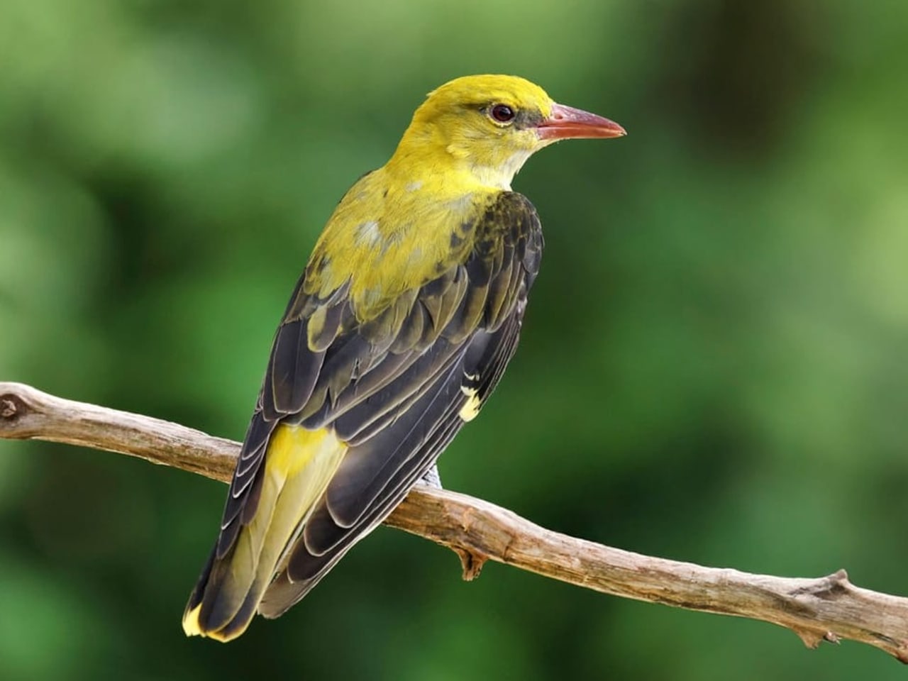 Vogelzug: Milliarden Vögel auf dem Weg in den Süden - News - SRF