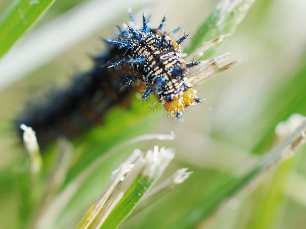 Wissen - Von der Raupe zum Schmetterling - Kids - SRF