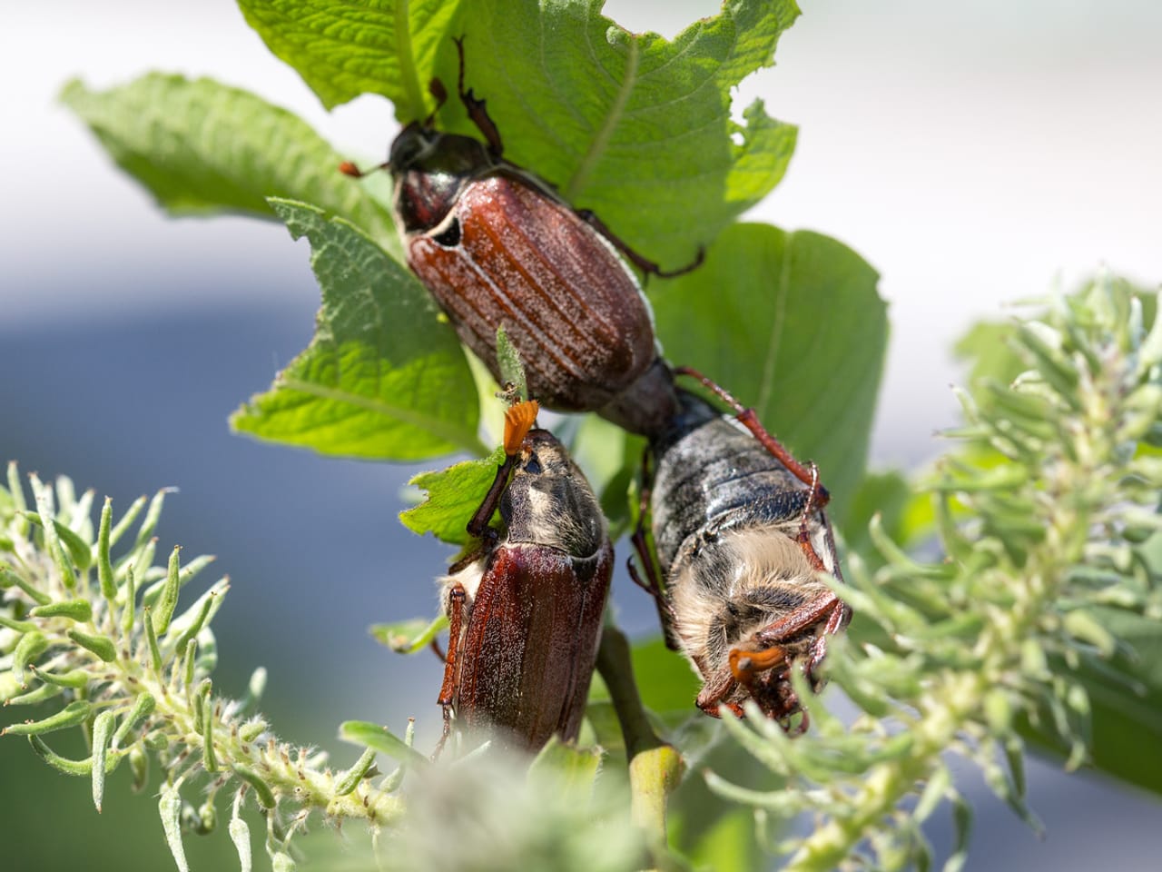 Warmer Frühling - Maikäfer fliegen besonders früh - News - SRF