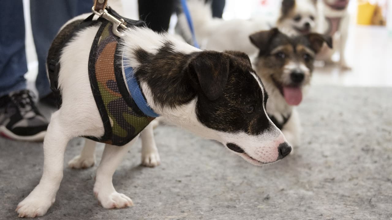 Zerstrittener Vorstand - Konflikt im Tierschutzverein eskaliert ...