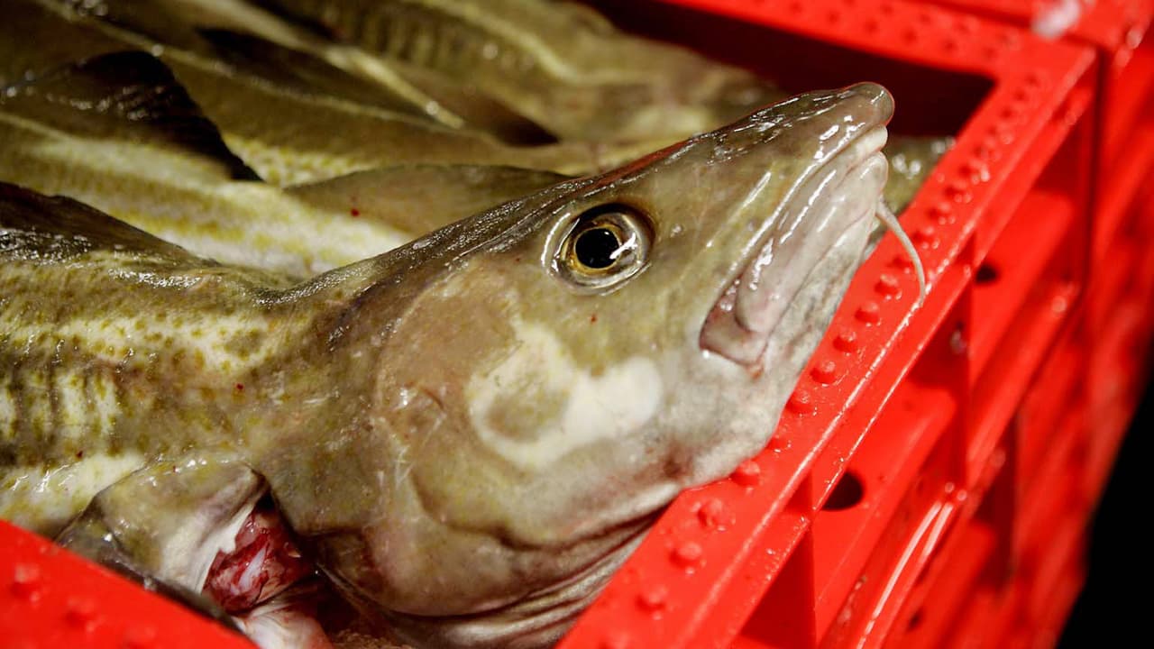 International - «So erholt sich der Dorsch nicht mehr» - News - SRF