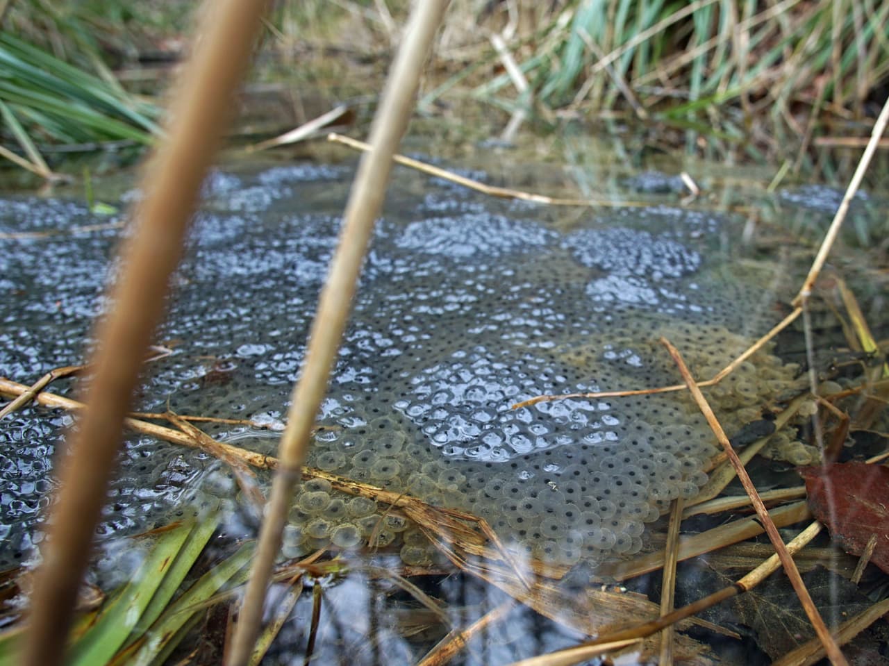 Biologie zu Ostern - Das Ei – eine «geniale» Entwicklung der Natur ...