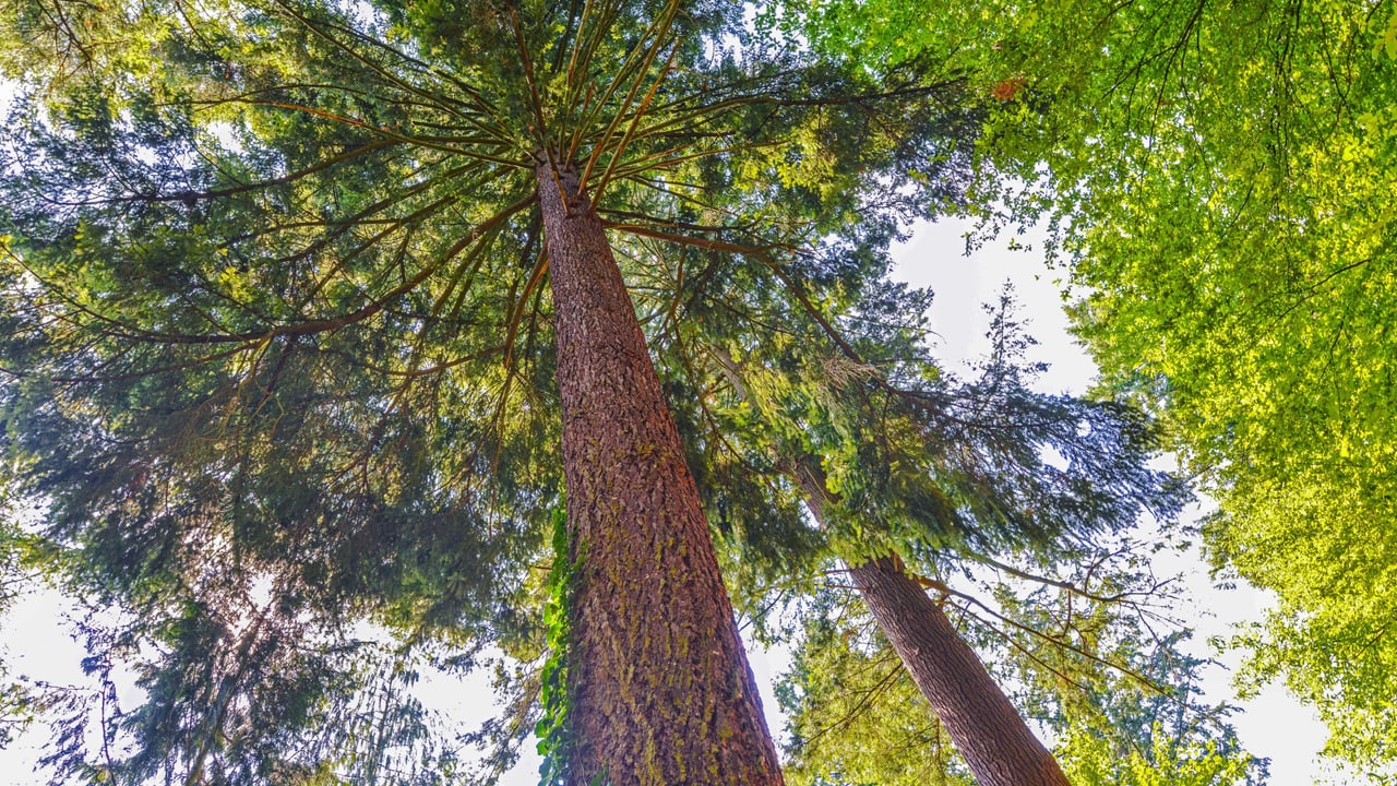 Douglasien in der Schweiz - Plädoyer für einen Riesen - News - SRF