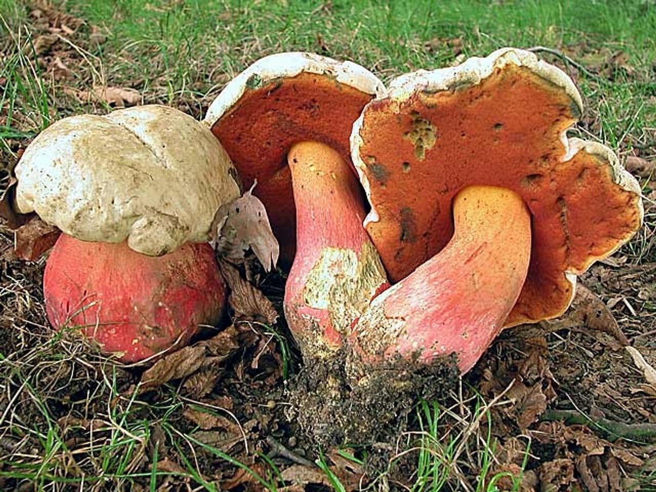 Sicher durch die Pilz-Saison - Giftpilz oder geniessbar? Tipps fürs ...