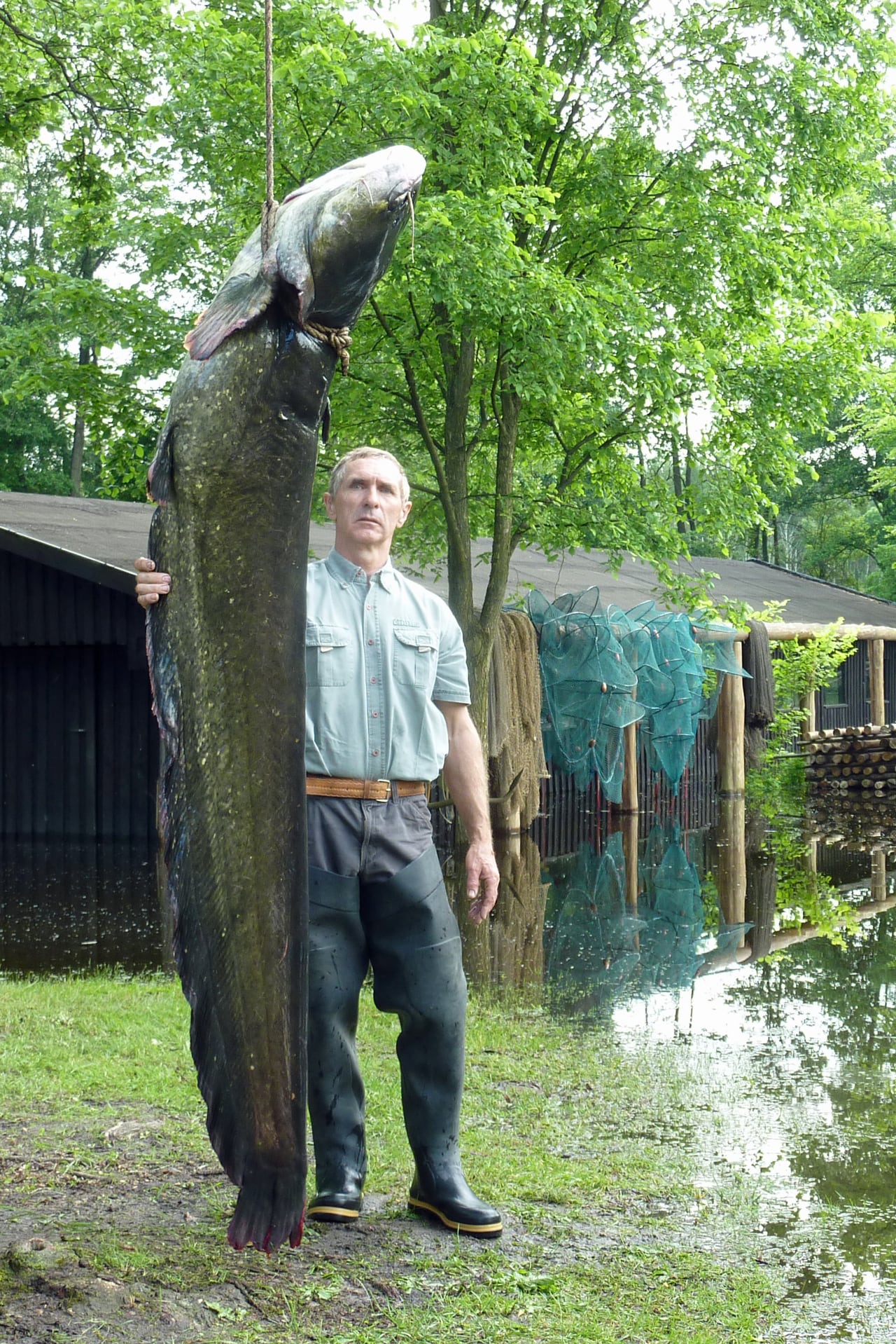 Panorama - 67-Kilo-Wels in Brandenburg aus See gefischt - News - SRF