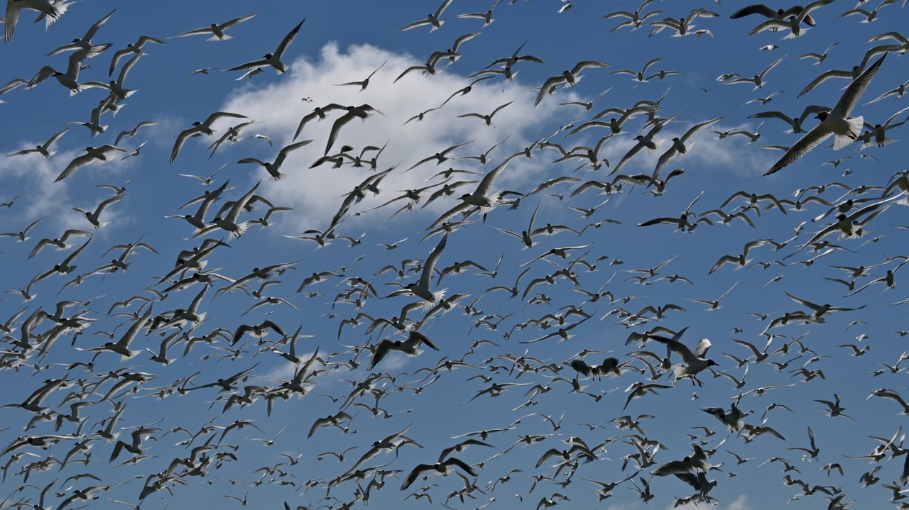 Vogelgrippe - Er musste zusehen, wie tausende Wildvögel den Virustod ...