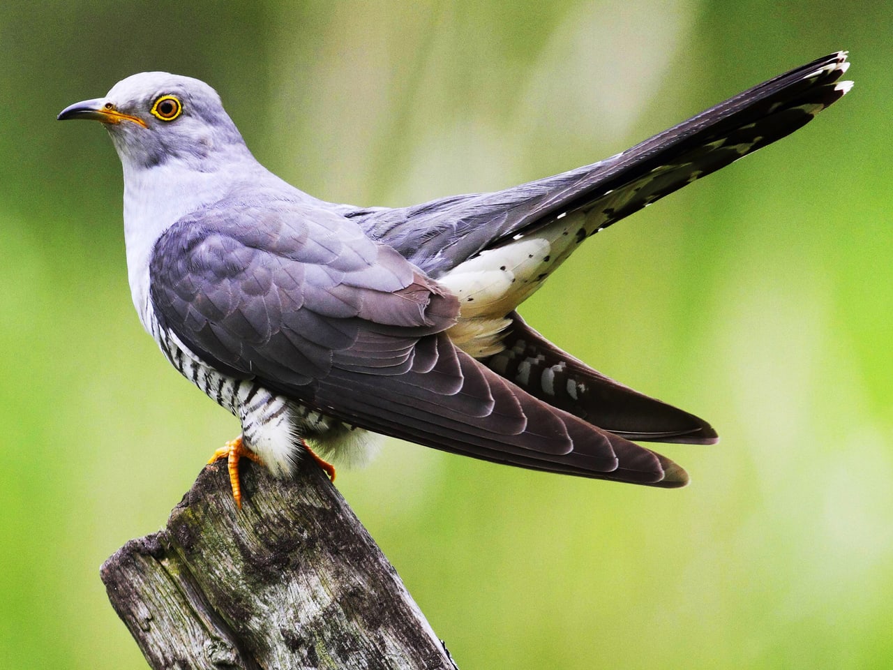 Tweet of the Day - Der Kuckuck pfeift Lieder aus seiner tropischen ...