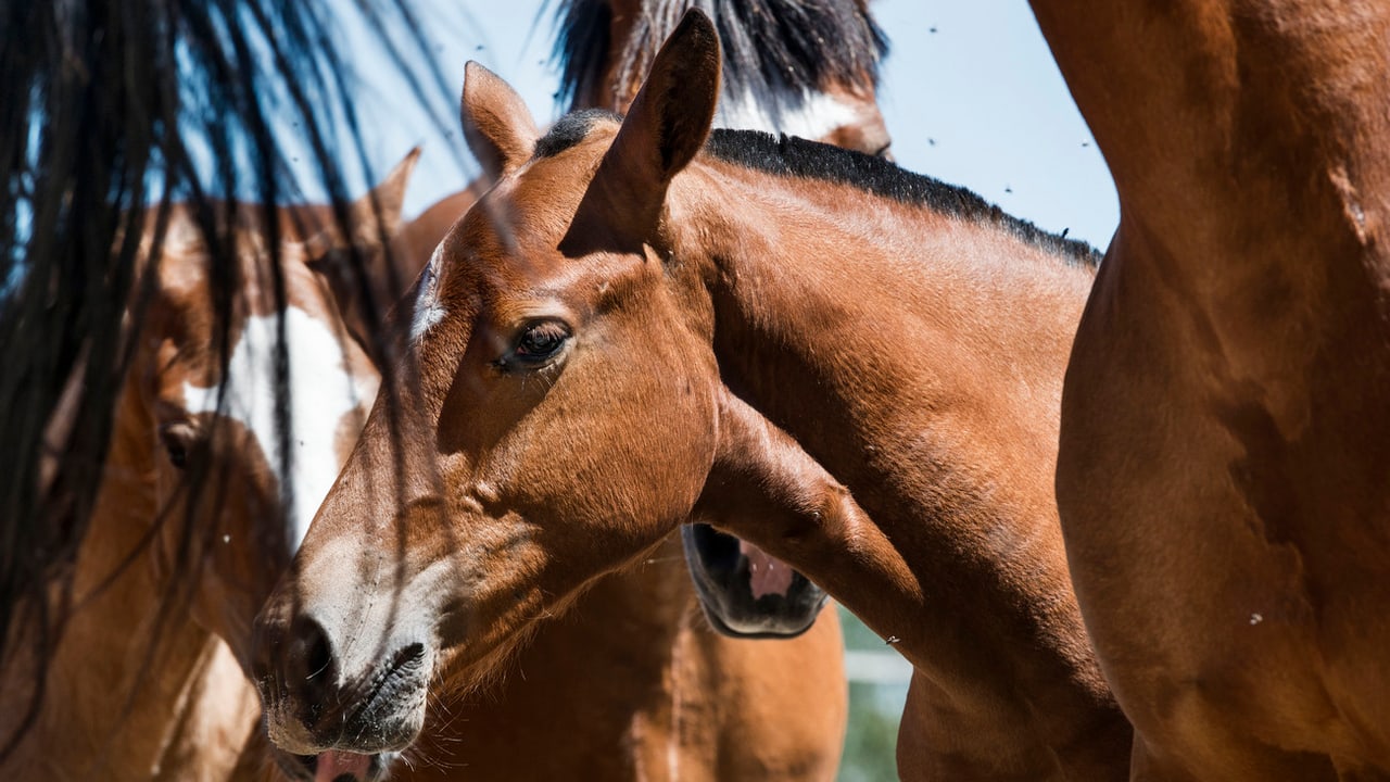 Freiberger-Zucht Balsthal - Freizeit-Pferd statt Acker-Gaul - News - SRF