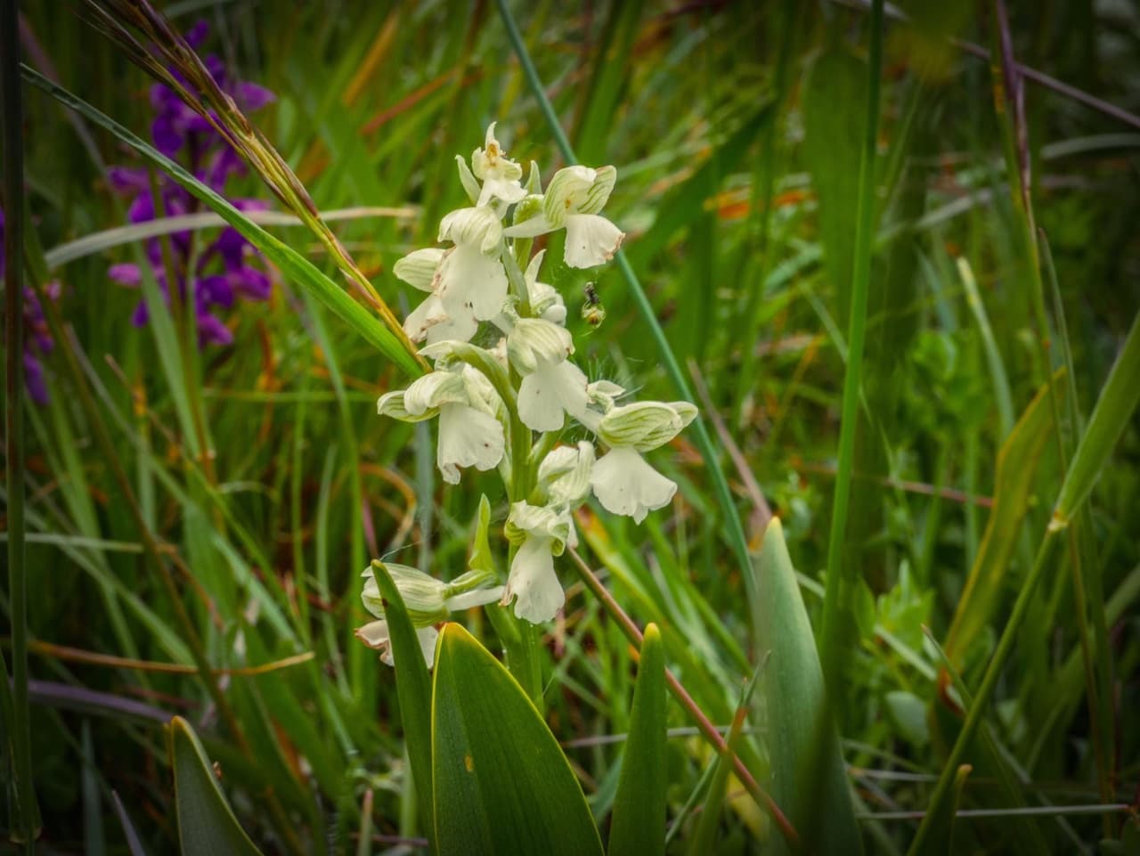Wilde Orchideen - Die Königin der Blumen gibt es auch bei uns - Mission ...