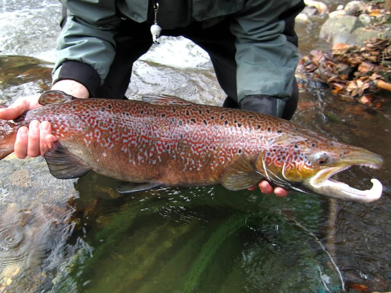 Wanderfische im Rhein - Warum der Lachs nicht zurückkommt - Wissen - SRF