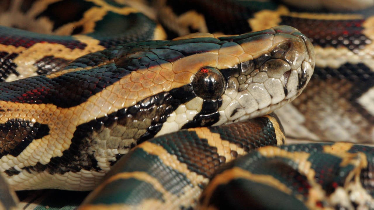 Natur & Tiere - Python-Plage: Kaninchen überführen Würgeschlange ...
