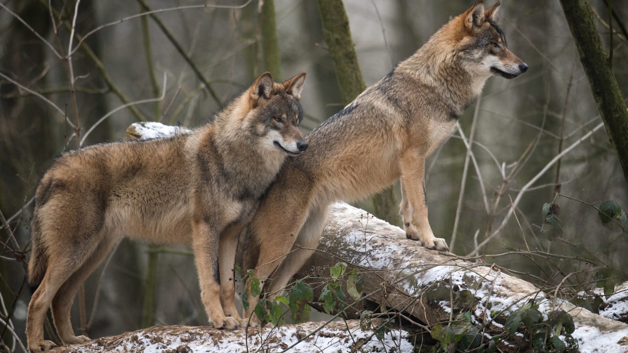 Wolf in Zürich - «Es war ganz sicher ein Wolf» - News - SRF