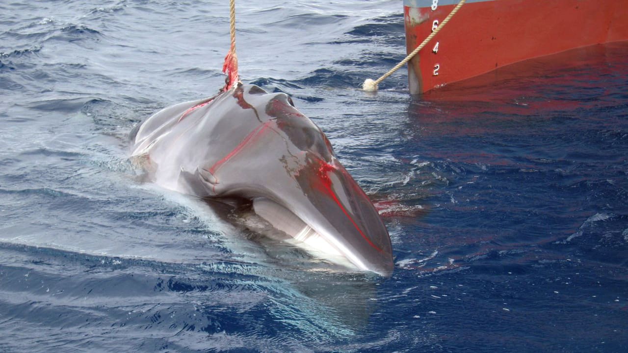 International - Norwegen im Walfang weltweit die Nummer eins - News - SRF