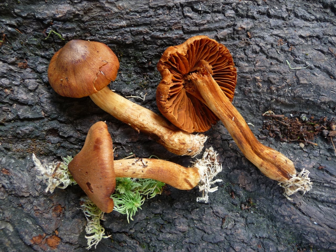 Sicher durch die Pilz-Saison - Giftpilz oder geniessbar? Tipps fürs ...