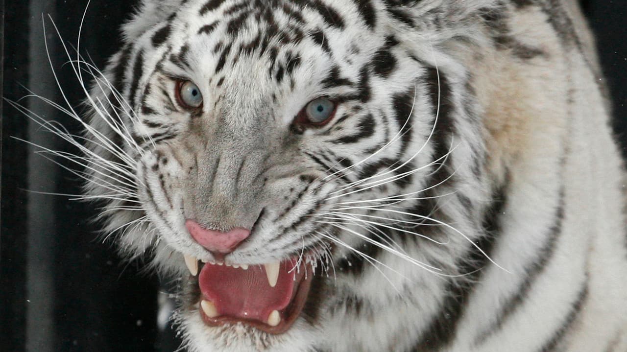 Fünfmalklug - Warum sind manche Tiger weiss? - Einstein - SRF