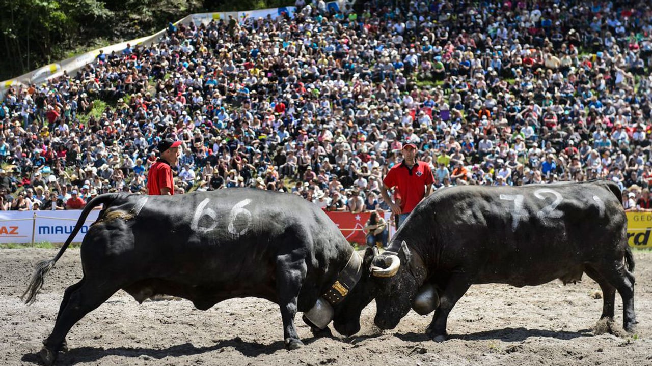 Bern Freiburg Wallis - Kampfkuh «Fregate» verteidigt ihren Titel - News - SRF