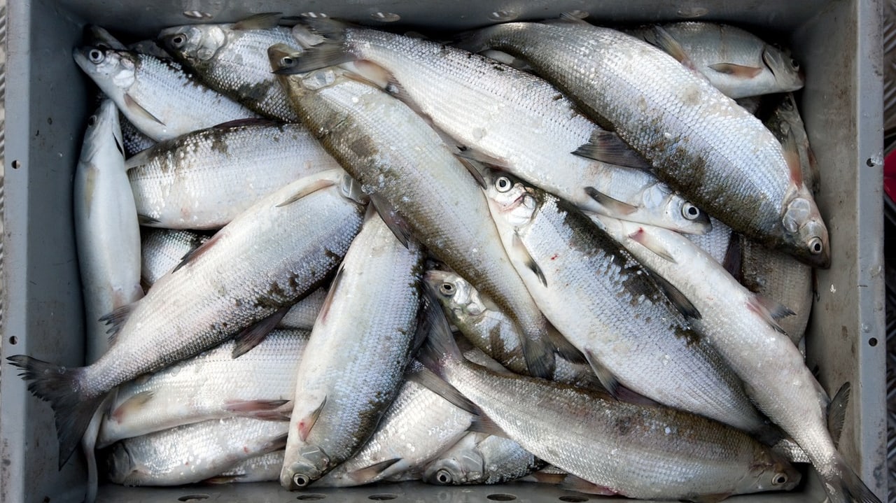 Zur Rettung des Fischbestands - Ab 2024 gilt dreijähriges Felchen ...