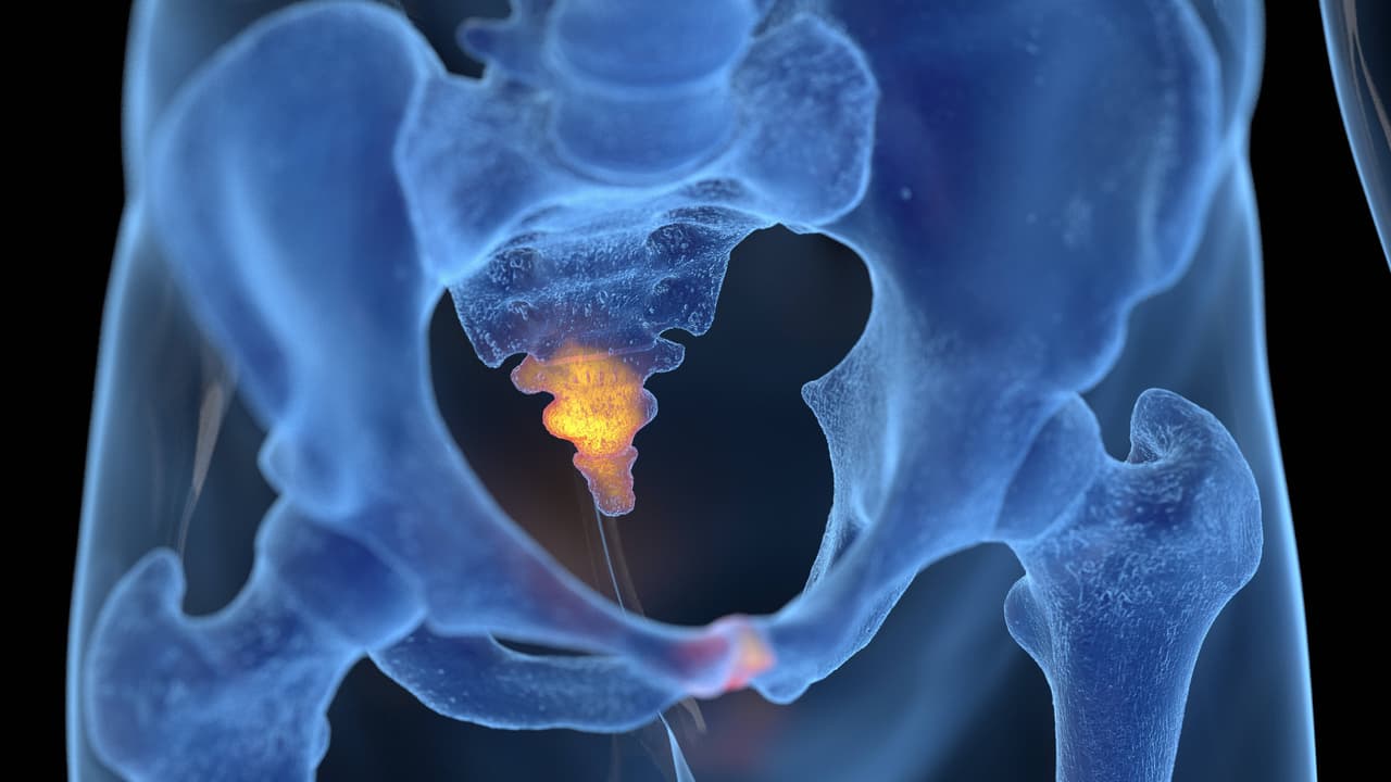 Warum Menschen keinen Schwanz haben - Wissen - SRF