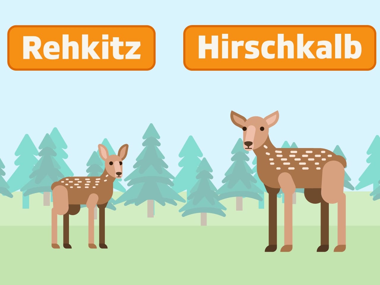 Reh oder Hirsch: Was unterscheidet die beiden Waldtiere? - Kids - SRF
