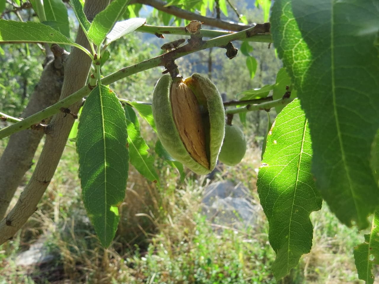 Blühende Mandelbäume im Wallis - Das Exotische so nah: Mandeln aus der ...