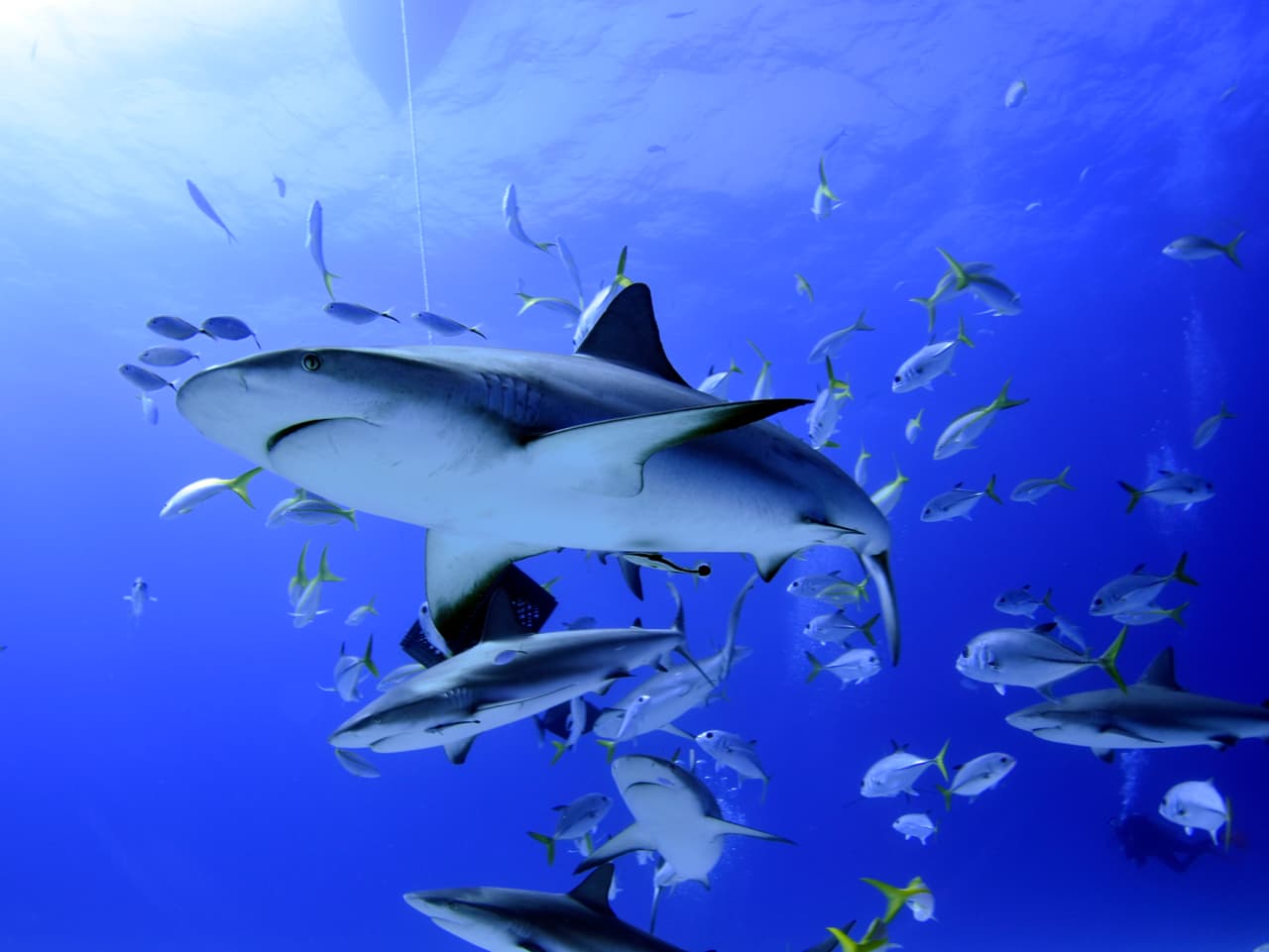 Hai-Forscher Erich Ritter - «Haie sind nicht gefährlich» - News - SRF