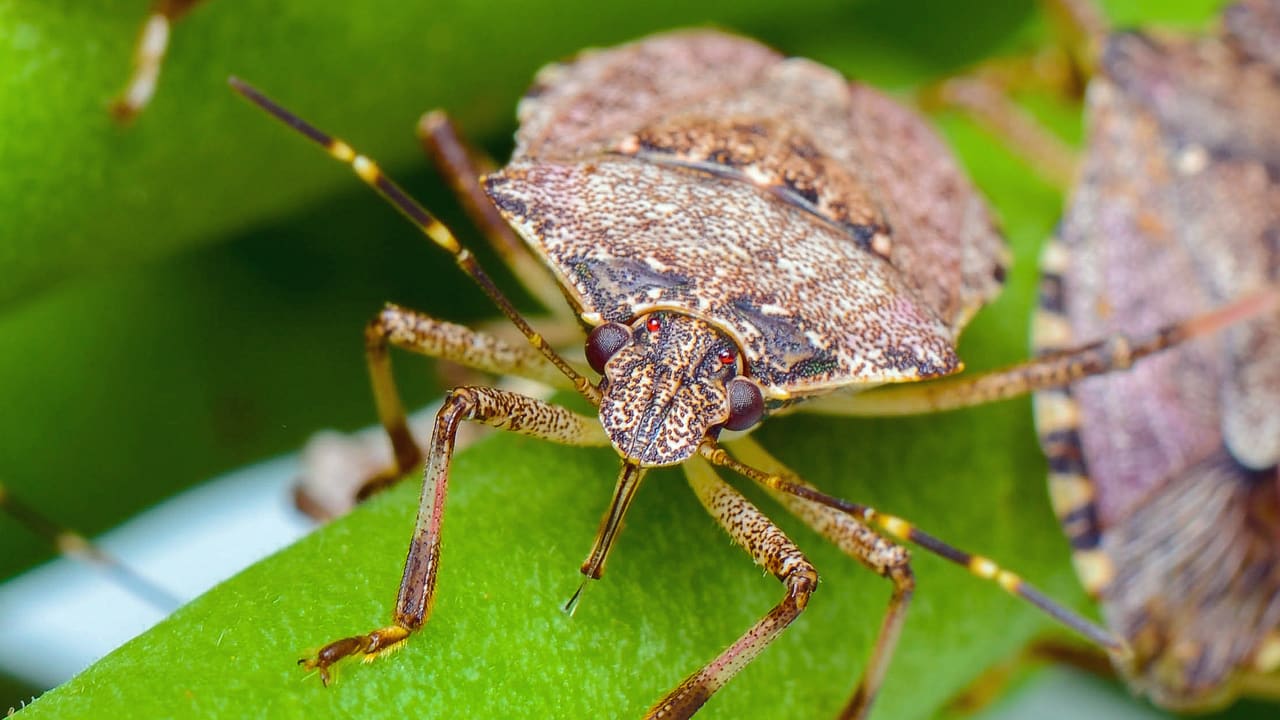 Wanzeninvasion - Stinkwanze erobert die Schweiz – wo bleibt der ...