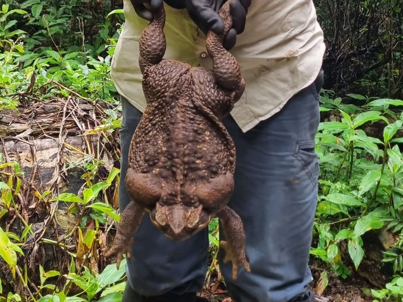 Neuer Weltrekord - So schwer wie ein Baby: Riesen-Kröte in Australien ...