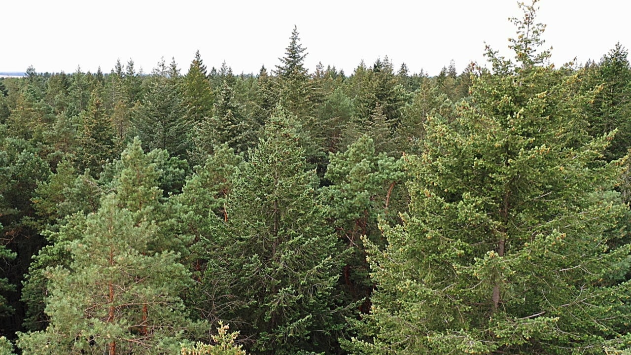 Schweizer Waldwirtschaft - Mit neuen Baumarten gegen den Klimawandel ...