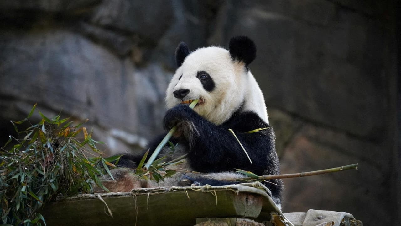 Gefährdete Art - In China leben wieder mehr Pandas in freier Wildbahn ...