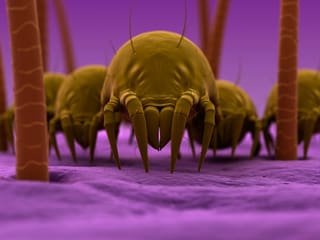 Unsere kleinen Mitbewohner - Hausstaubmilben: Könnte ich allergisch ...