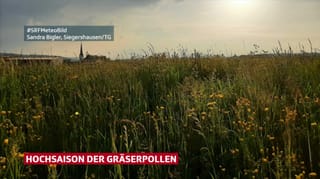 Pollen-Allergie - Gräserpollen haben Hochsaison - Meteo - SRF