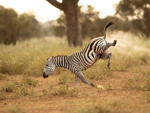 Witzige Tierfotos - So urkomisch und charmant können Tiere sein ...