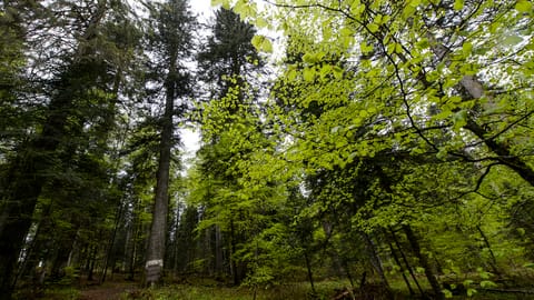 Bern Freiburg Wallis - Der Berner Wald soll effizienter genutzt werden ...