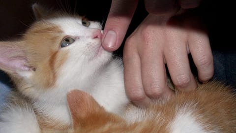 Nach wüstem Machtkampf - Schweizer Tierschutz setzt Präsidentin Nicole ...