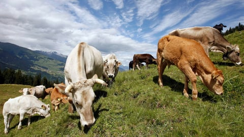 Fragen und Antworten zum Thema Alp - Schweiz aktuell am Berg - die ...