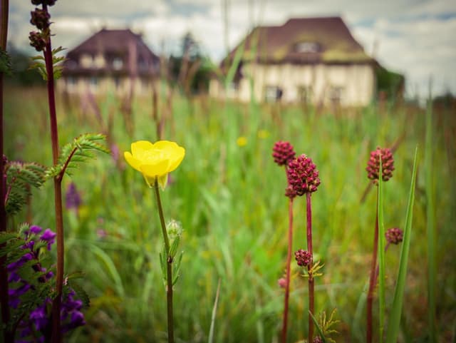 Wilde Orchideen - Die Königin der Blumen gibt es auch bei uns - Mission ...