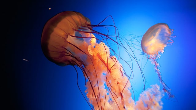 Die Qualle als Nutztier - Essen wir bald alle Qualle? - Wissen - SRF