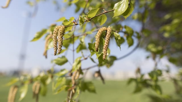 Pollen-Saison: Birken sorgen für brennende Augen - News - SRF
