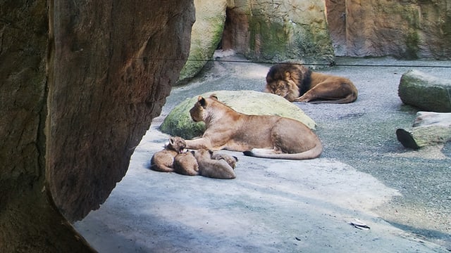 150 Jahre Zoo Basel: Die Geschichte des Basler «Zolli» - Kultur - SRF