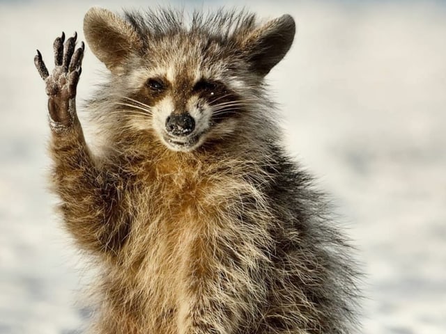 Witzige Tierfotos - So urkomisch und charmant können Tiere sein ...